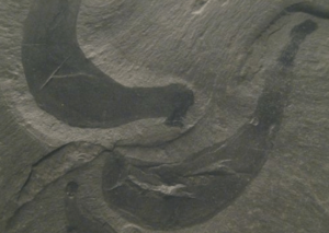 【オットイアのまとめ！】生息地や名前の由来等について！ – 恐竜と古生物の博物館