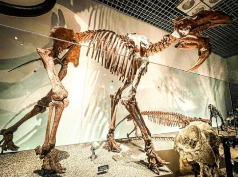 【デイノテリウムのまとめ！】生息地や名前の由来等について！ – 恐竜と古生物の博物館